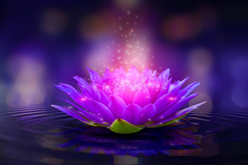 Lotus Pink Light Purple Floating Light Sparkle Purple Background Stock ...