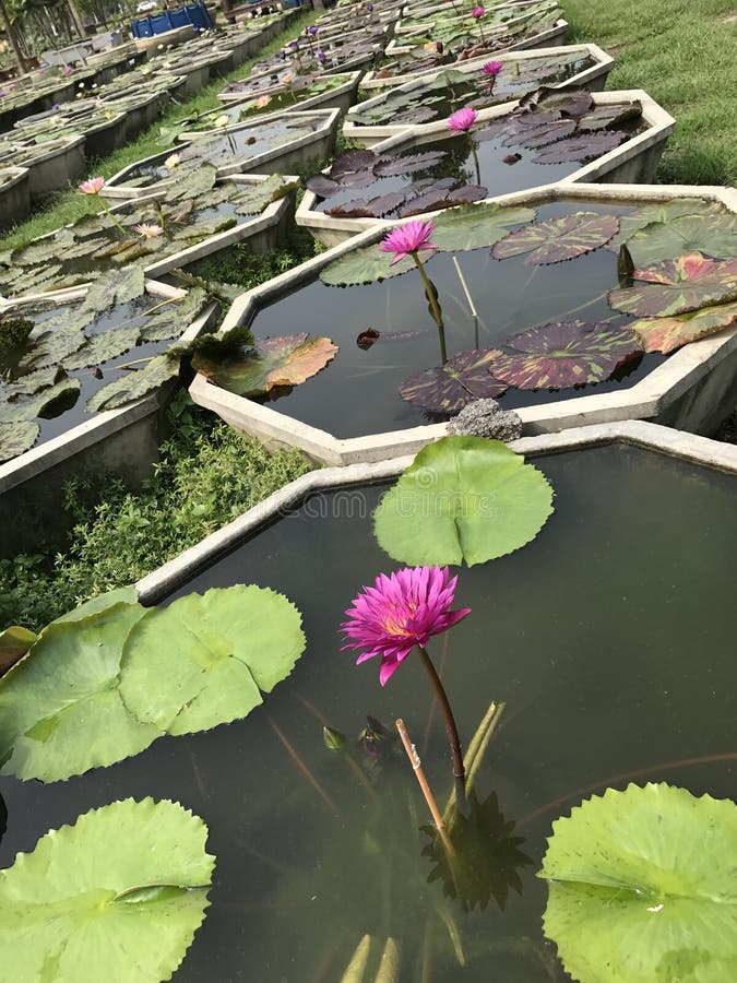 Lotus plant pots. stock image. Image of leaf, contiguous - 88035075