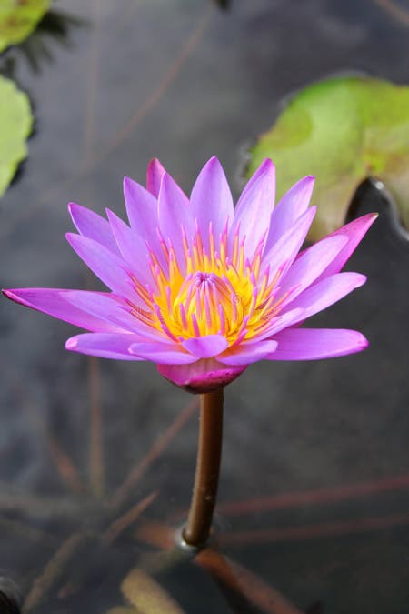 Lotus Plant on Water stock photo. Image of buddha, colors - 17423018