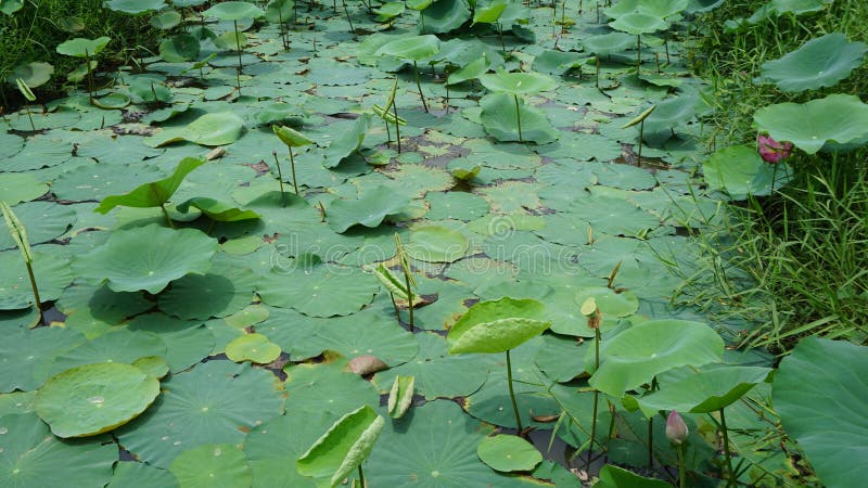 Lotus Plants on the Surface of the River Water Stock Photo - Image of ...
