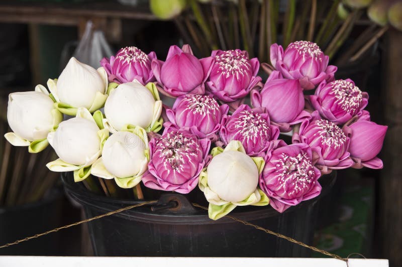 Lotus in plastic pail. stock photo. Image of capensis - 32969050