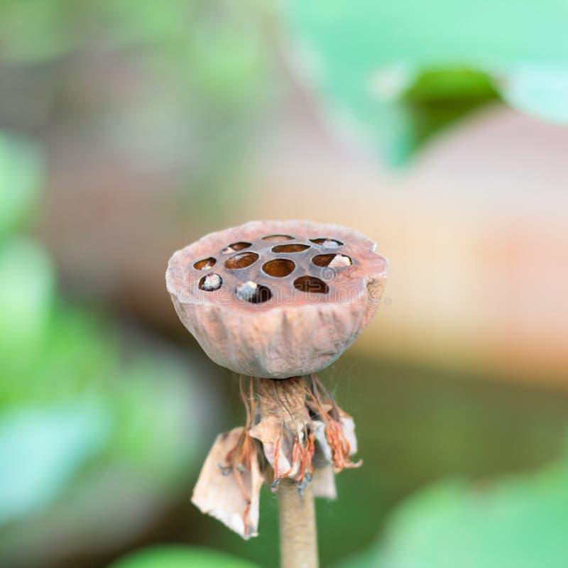Lotus Pod stock image. Image of reproduce, nature, buddhist - 27855817