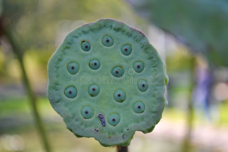 Lotus pod stock image. Image of edible, shaped, aquatic - 3447957