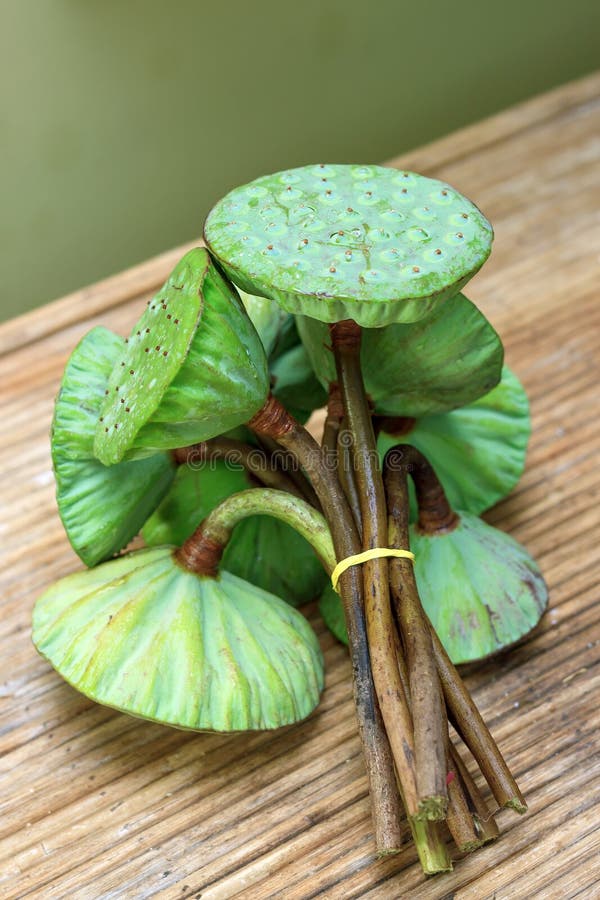 Lotus pods in female hand stock photo. Image of canal - 53438082