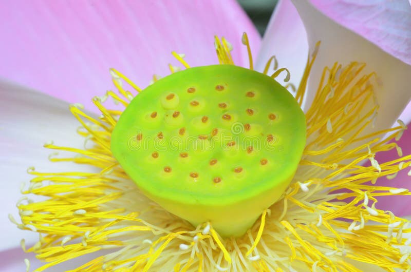 Lotus pollen, Blurred stock photo. Image of water, blurred - 68925914