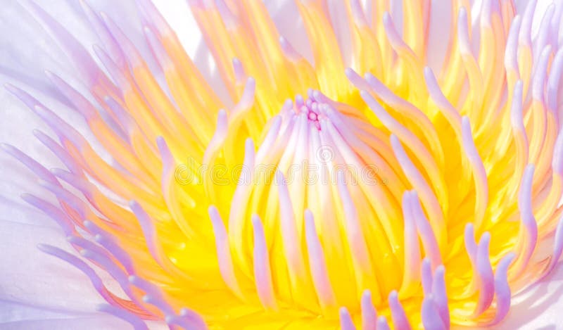 Lotus pollen stock image. Image of flora, closeup, beauty - 94741995