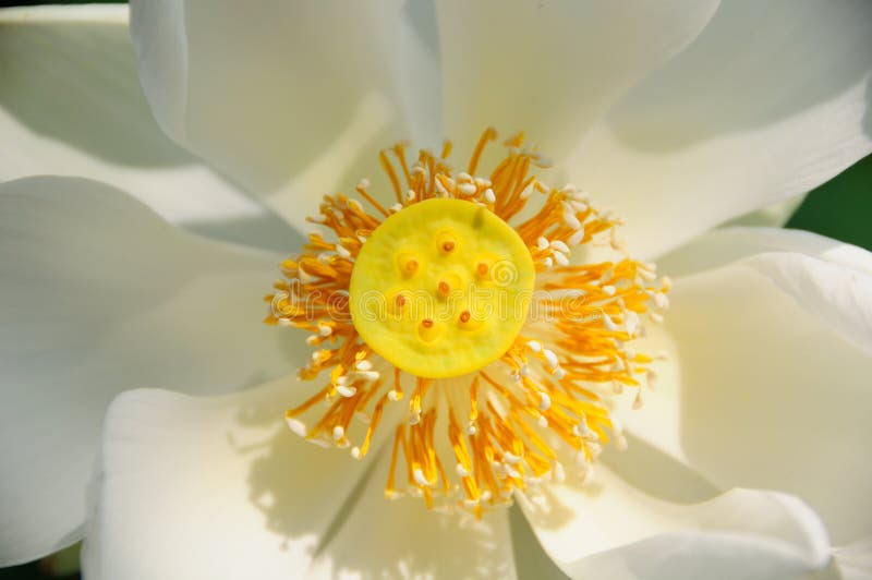 Lotus pollen stock image. Image of nature, floral, sacred - 30708775