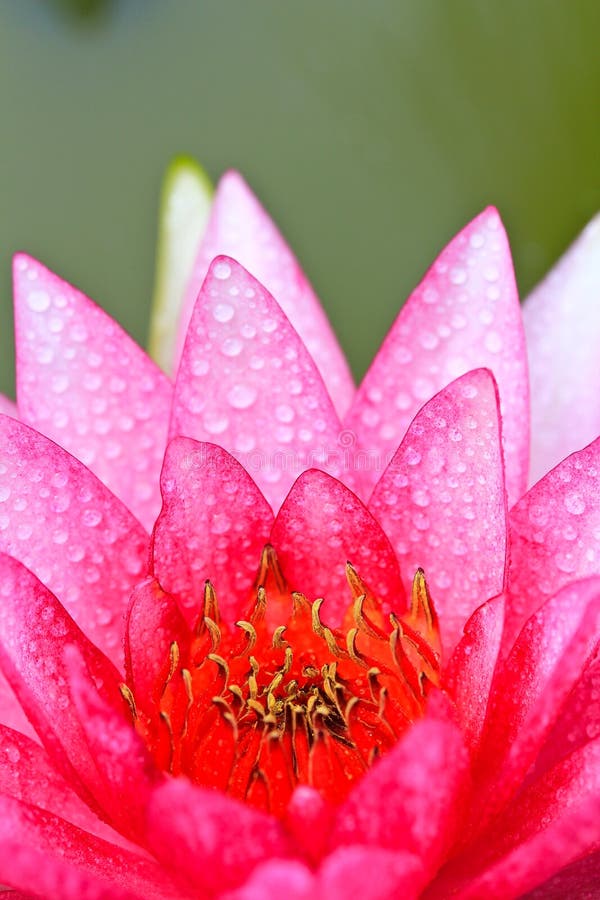 Lotus pollen stock photo. Image of flower, beautiful - 42006500