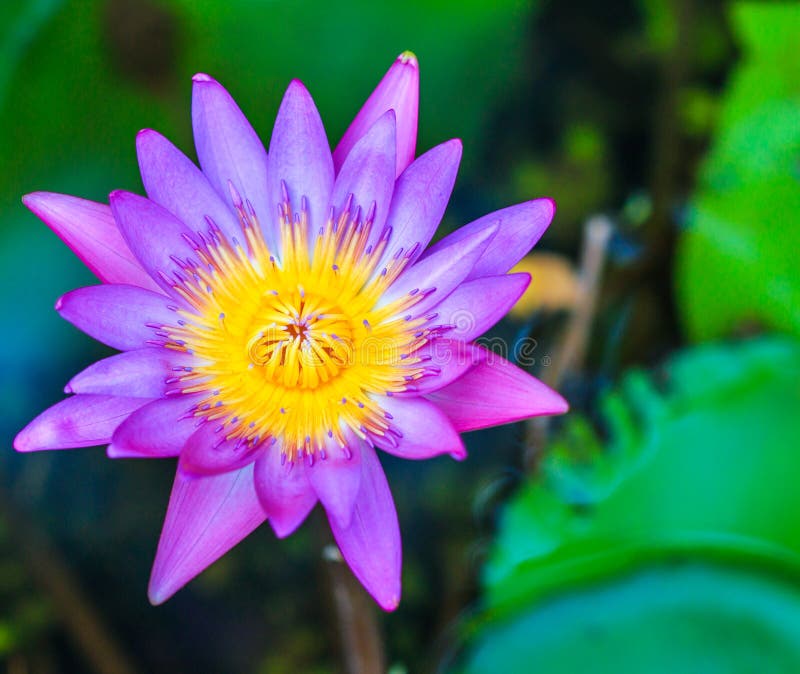 Lotus pollen stock photo. Image of asia, beauty, pink - 57926726