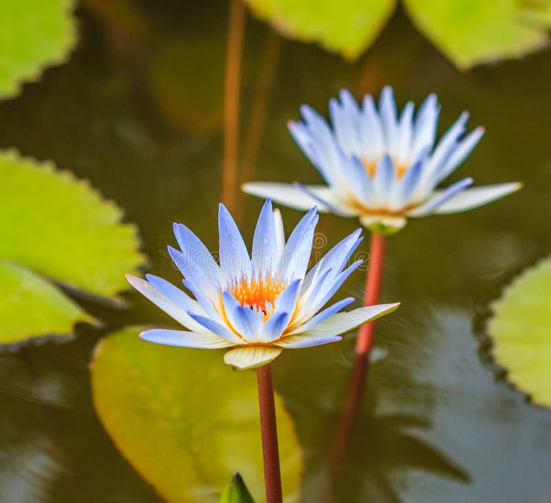 Lotus pollen stock image. Image of flora, peace, india - 57945337