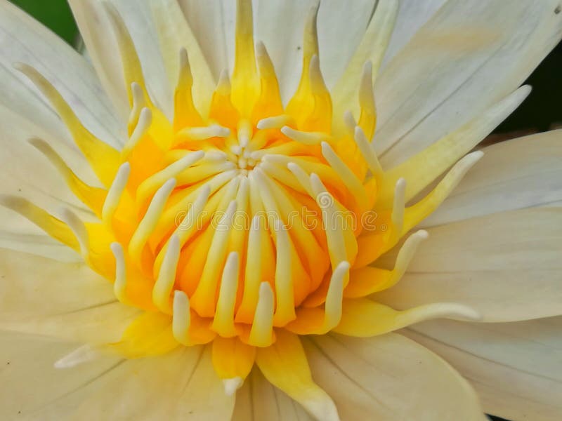 Lotus pollen stock image. Image of flower, nature, india - 57971723