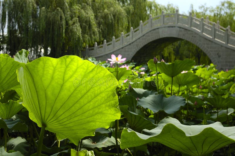 Lotus pond stock image. Image of life, environment, lake - 20321957