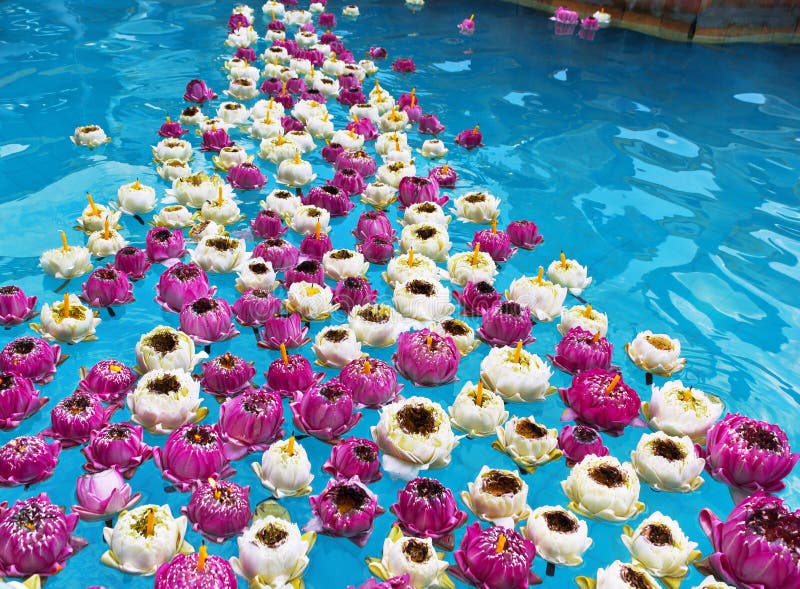 Lotus in the pond stock image. Image of sunlight, winter - 95333925