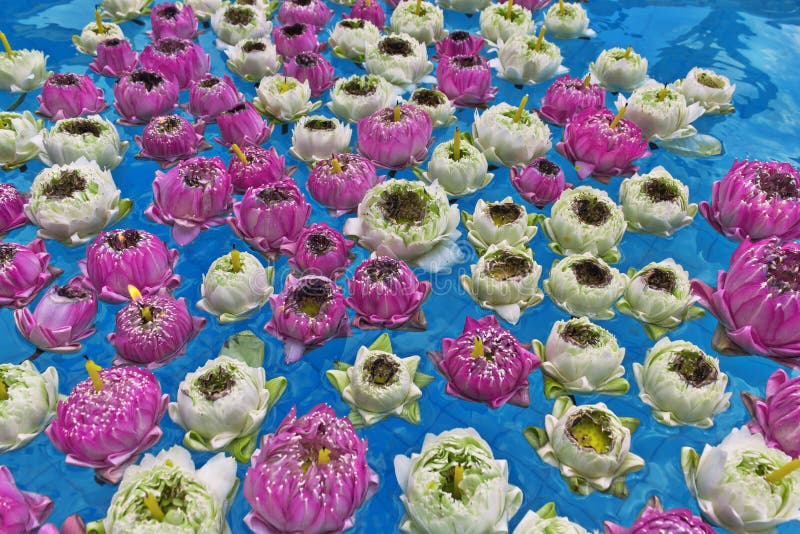 Lotus in the pond stock photo. Image of golden, lotus - 95334068