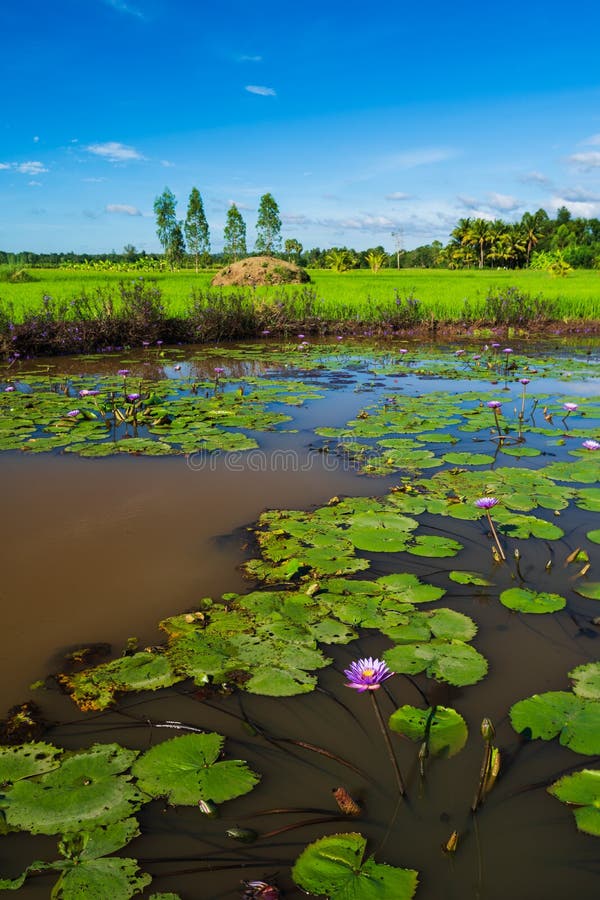 Scenery Of Rice Field And Pond Stock Image - Image of paddy, valley ...