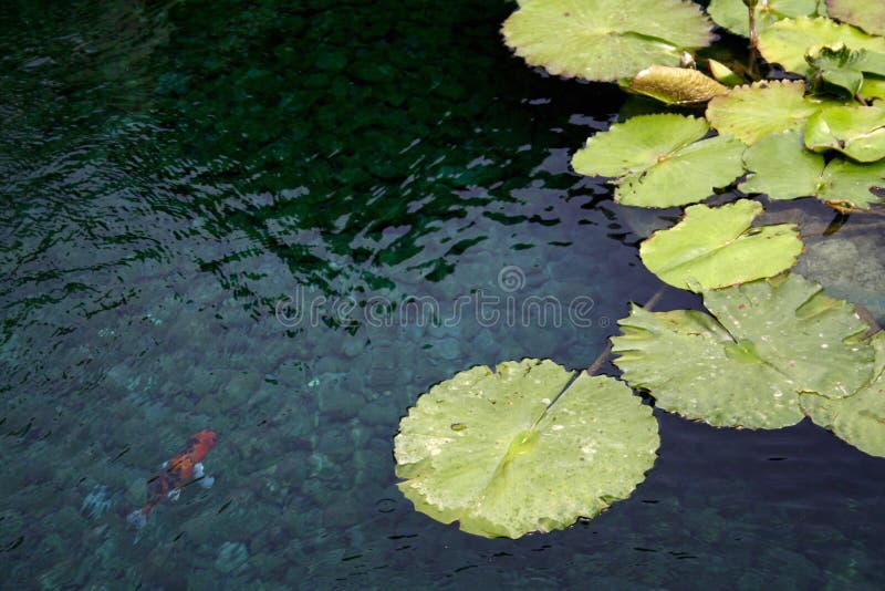 Lotus on the pool stock photo. Image of wildflower, bouquet - 189978108