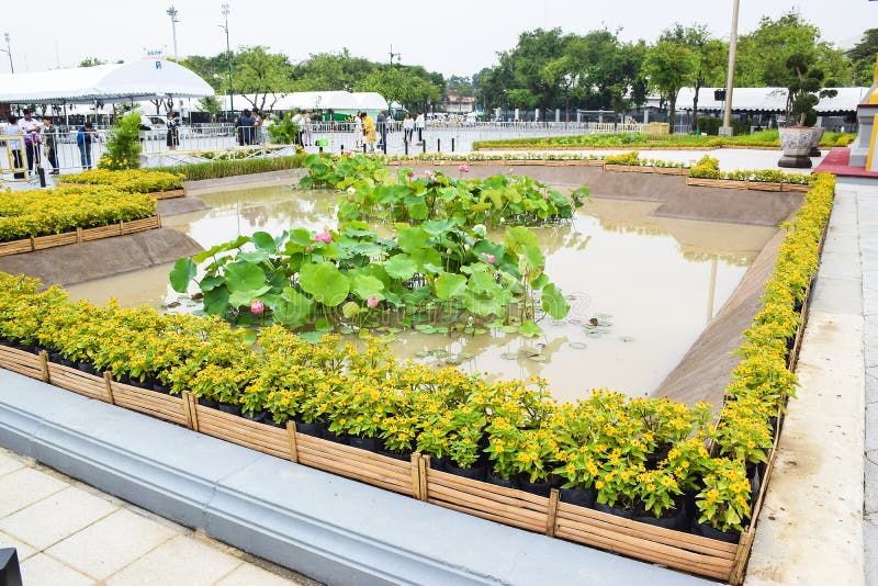 The Lotus in the Pool 171105 0024 Editorial Image - Image of floral ...