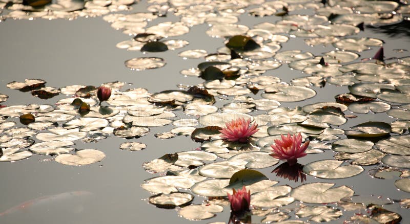 Lotus on the pool stock photo. Image of wildflower, bouquet - 189978108