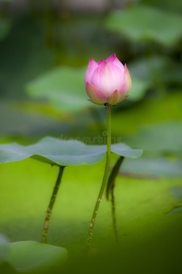 Lotus pool stock photo. Image of park, colors, garden - 16599518