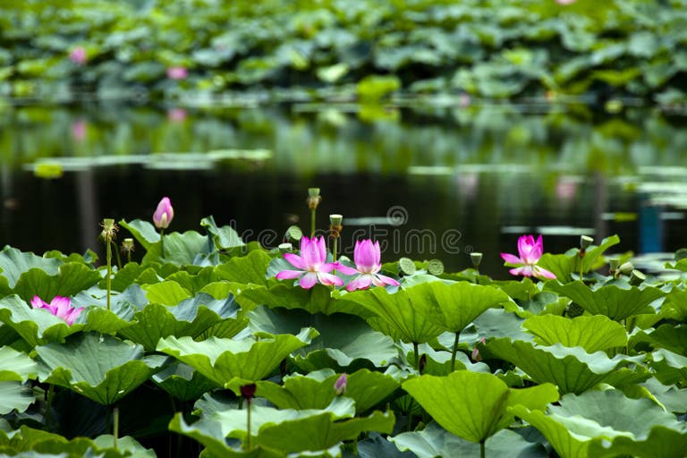 Lotus pool stock image. Image of abundant, park, rough - 16740125