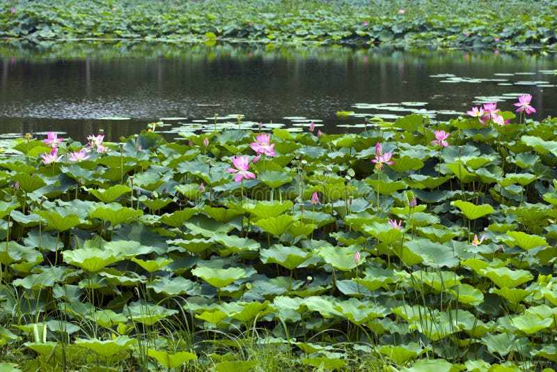 Lotus pool stock photo. Image of gorgeous, plant, draft - 16753436