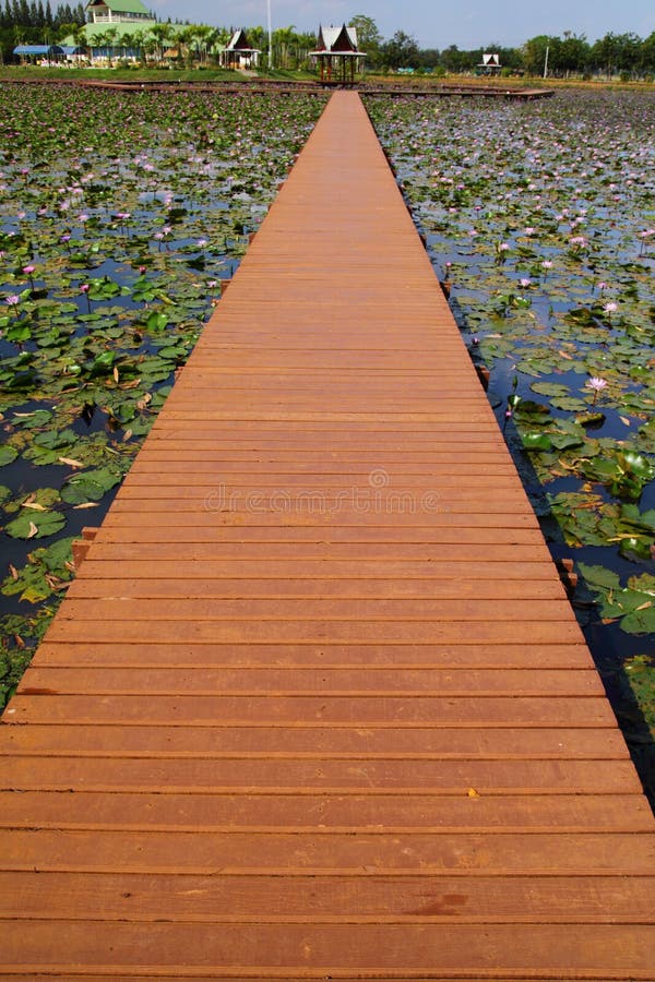Lotus pool stock image. Image of lotus, island, garden - 17684479