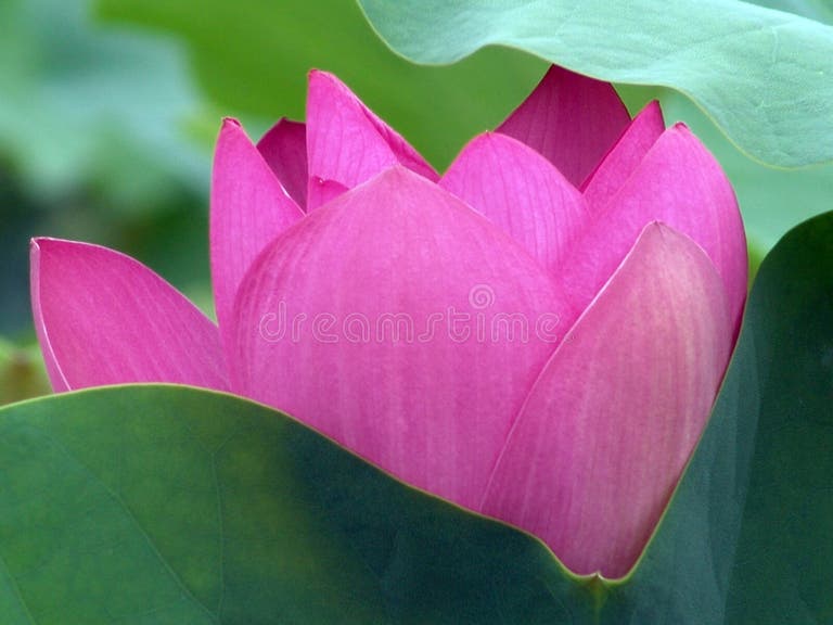 The Lotus Pool by Dawn Light Stock Photo - Image of pool, leaves: 13692322