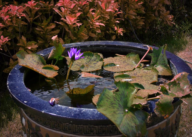 Lotus Pool Enchanted stock photo. Image of flower, colorful - 21256512