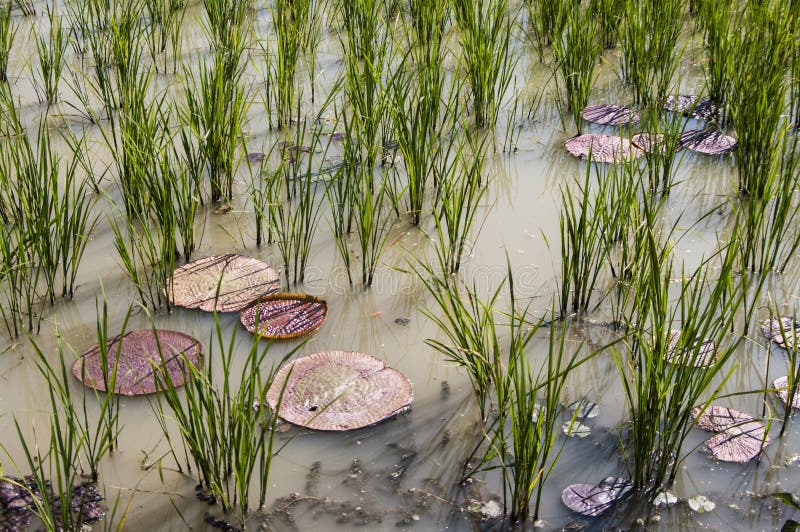 Lotus Pool , Lotus Pond ; Lotus Flower Planting in Rice Stock Image ...