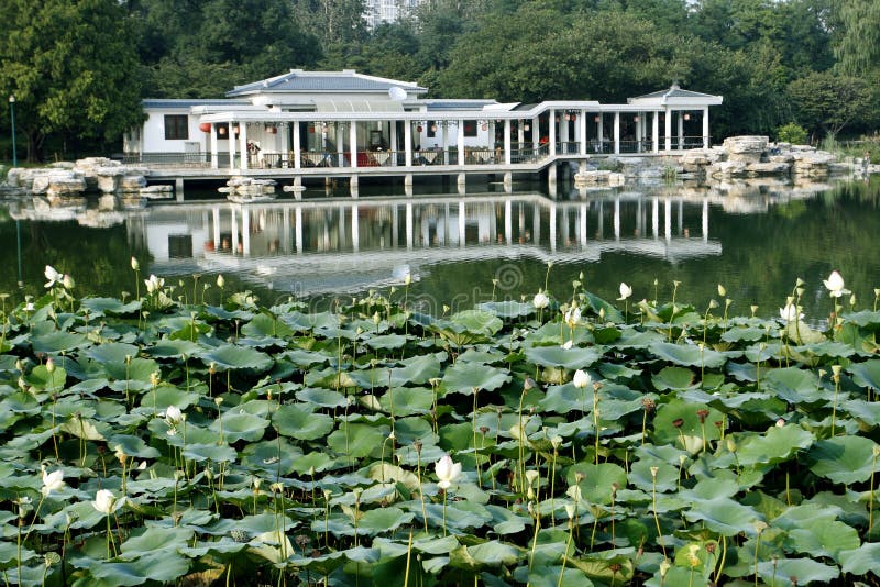 Lotus pool in September. stock photo. Image of china, relax - 6467804