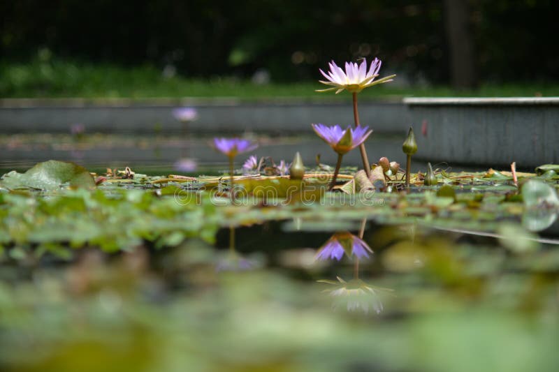 Lotus pool stock image. Image of gallery, flowerbud, boats - 76274177