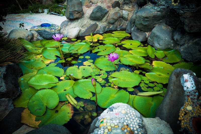 104 Pink Lotus Spa Stones Stock Photos - Free & Royalty-Free Stock ...