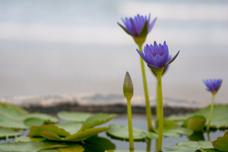 Lotus pot stock photo. Image of pink, lotus, fresh, blossom - 24041180