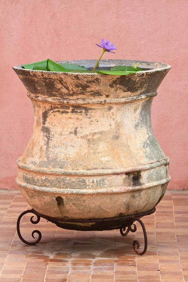 Lotus pot stock image. Image of plant, japanese, pond - 27565691