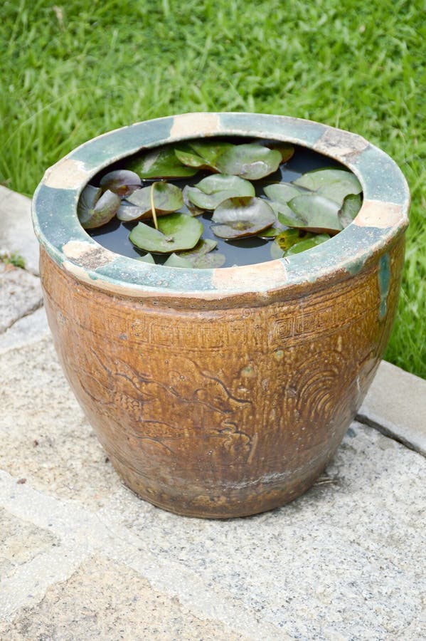 Lotus pot stock image. Image of leaf, waterlily, beautiful - 80597813