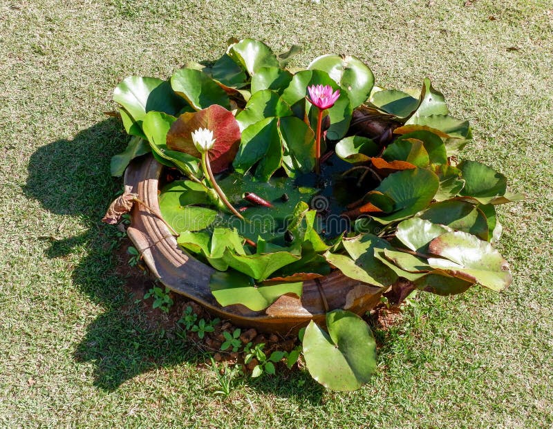 Lotus stock photo. Image of plants, cement, beautiful - 85344708