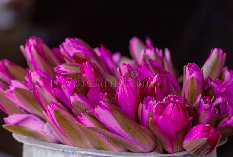 Lotus in pot stock photo. Image of lily, flourish, nature - 266913604