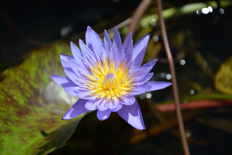Lotus pretty late stock image. Image of pretty, flower - 55543727