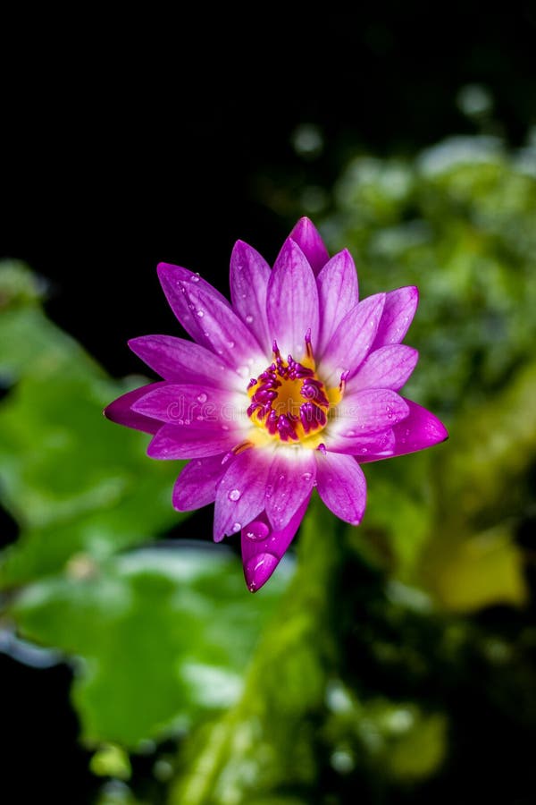 Lotus stock photo. Image of green, blossom, water, flower - 70030724