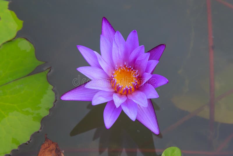 Lotus in Queen Sirikit Park Stock Photo - Image of lily, thailand: 62455230