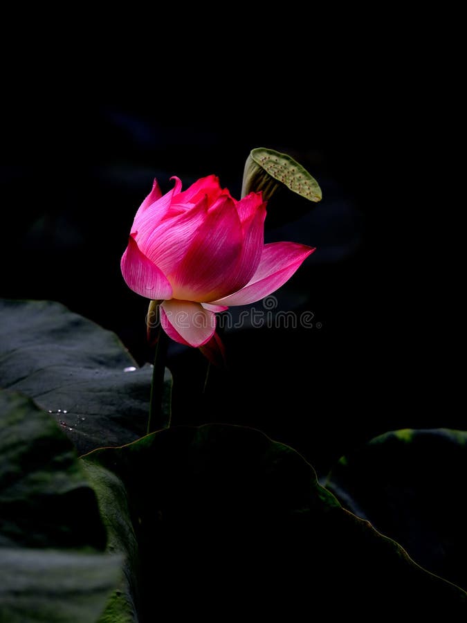 The lotus of Rainy night stock image. Image of lily, waterlily - 25825661
