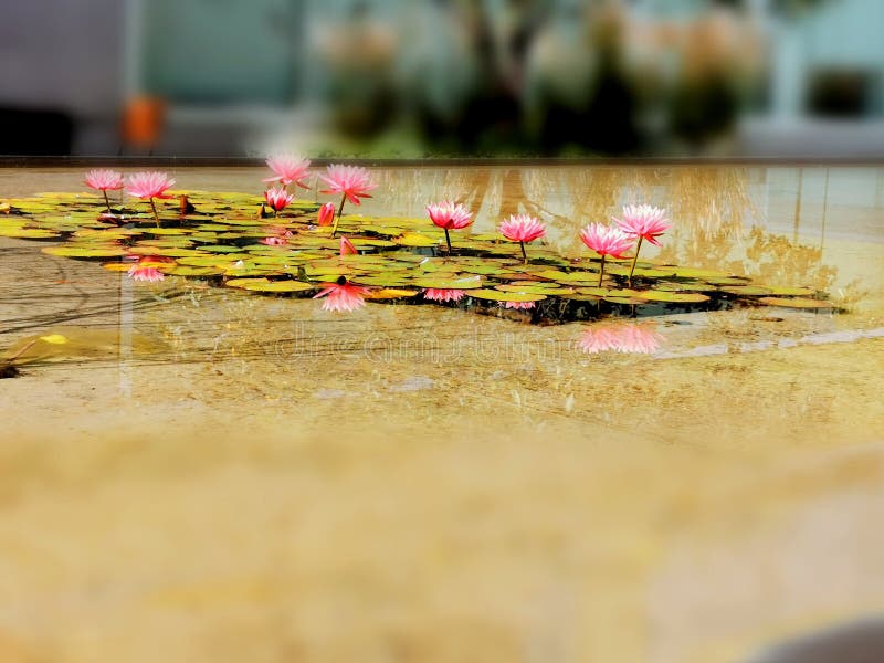 Lotus Reflection Clicked with Mobile Camera Stock Image - Image of ...