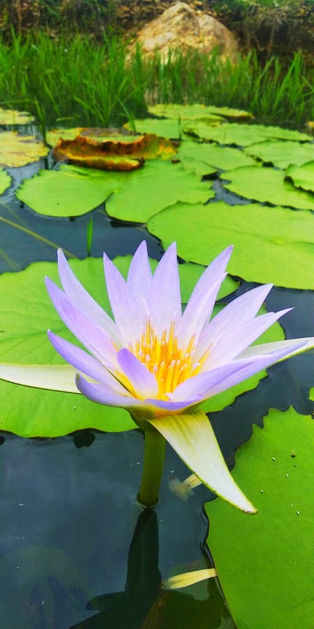 Lotus with rising head stock photo. Image of lotus, flower - 164680280