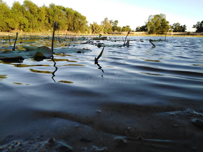 Lotus river of india stock photo. Image of beautiful - 179669604