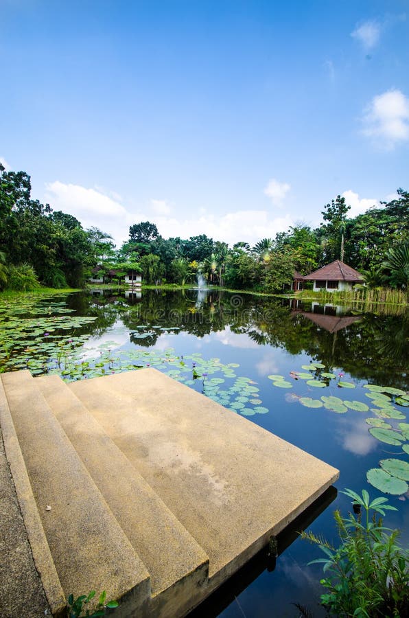 Lotus river stock image. Image of arts, texture, relaxing - 28070409