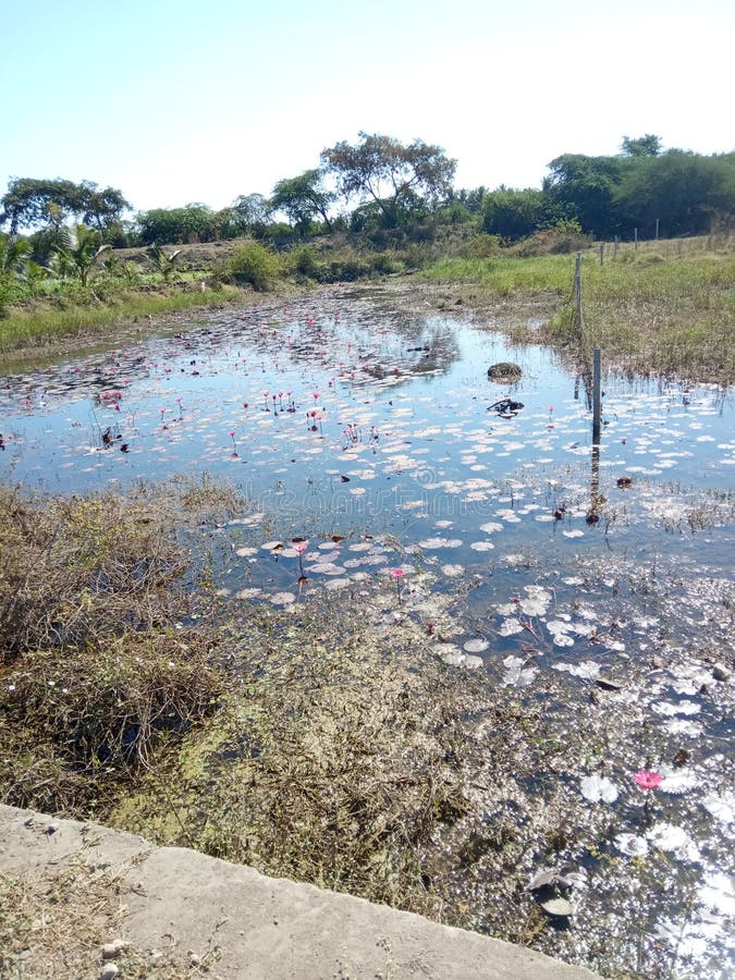 Lotus river of india stock photo. Image of beautiful - 179669604