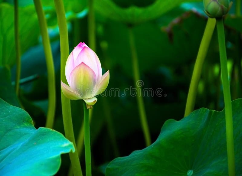 Hoja del loto foto de archivo. Imagen de textura, planta - 15265390