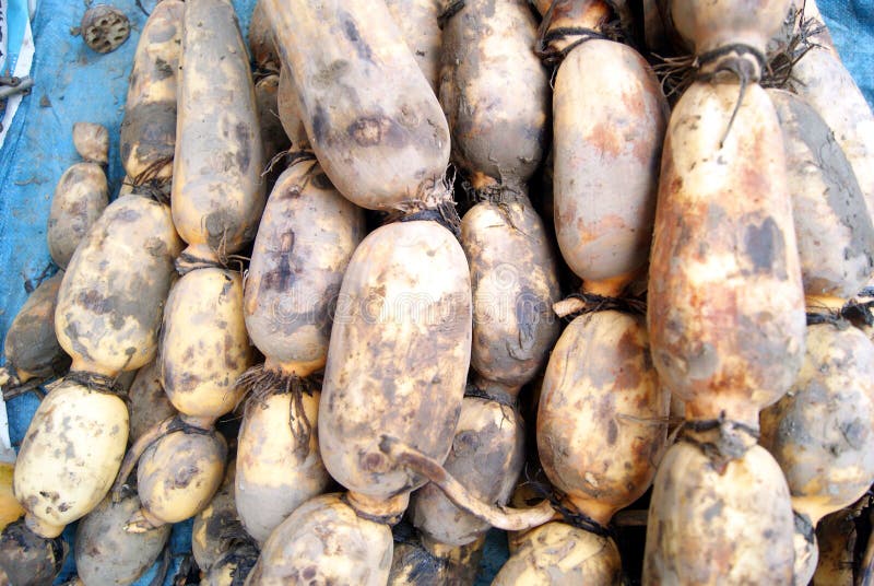 Lotus root stock photo. Image of sell, processing, nutrition - 21533448