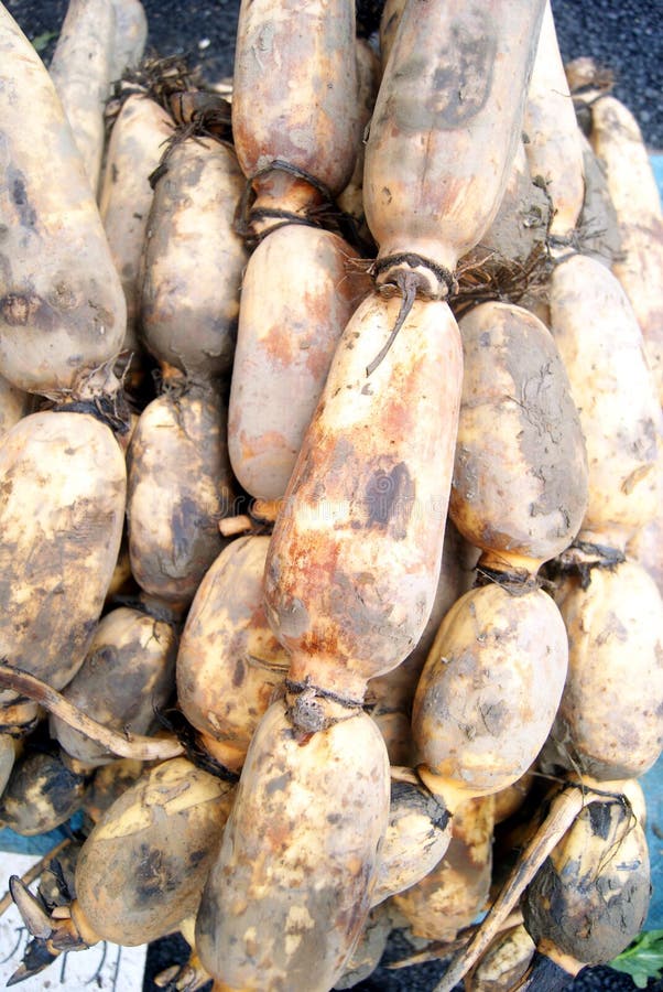 Lotus root stock photo. Image of lotus, green, sell, food - 21533456