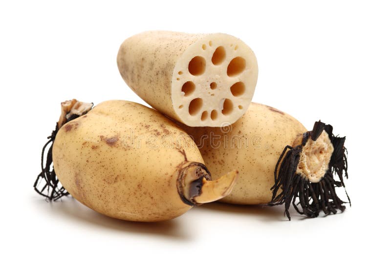 Lotus root stock image. Image of close, isolation, isolated - 149861473